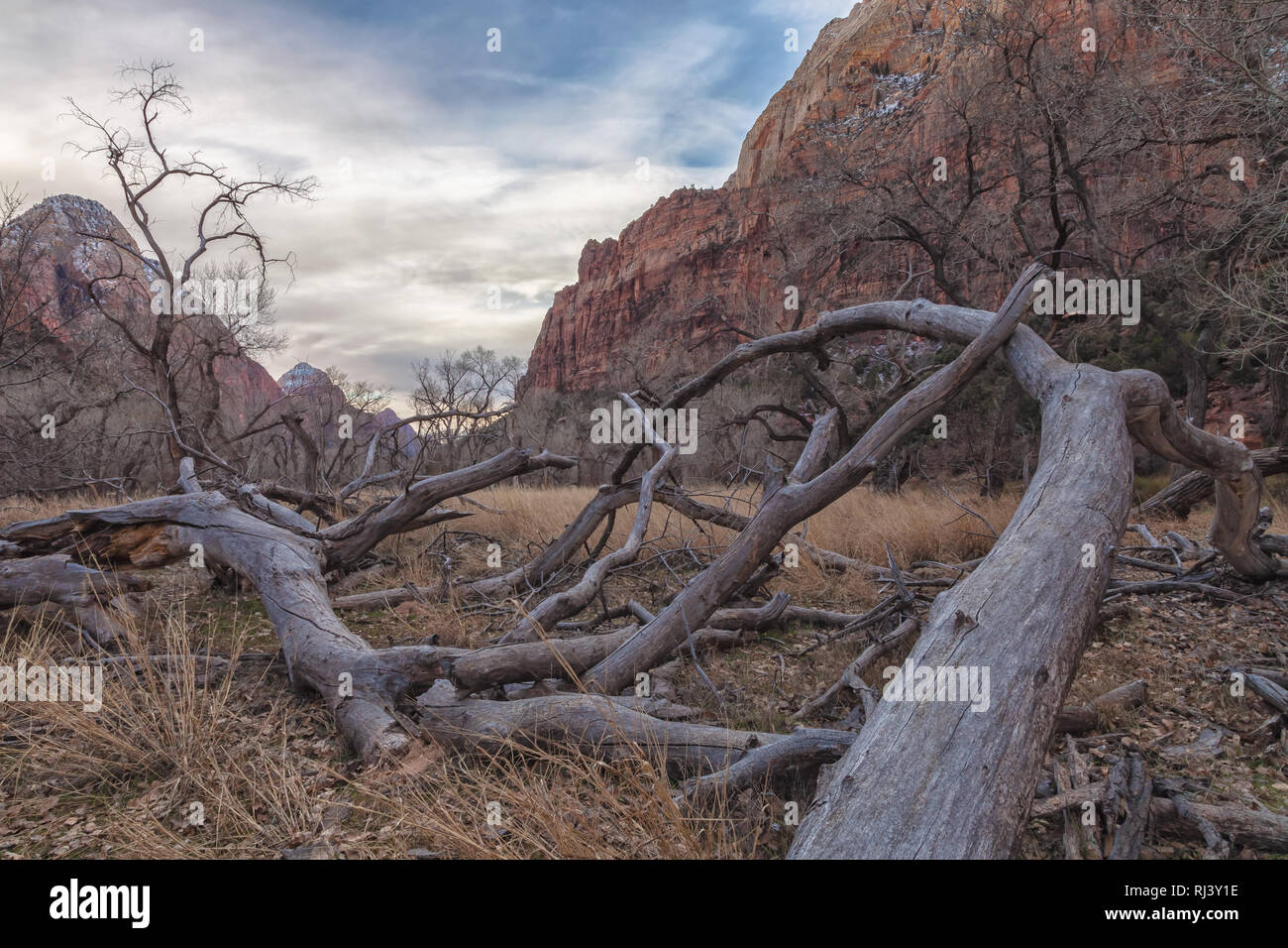 Dead trees in winter hi-res stock photography and images - Alamy