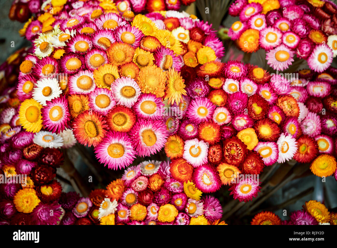varied color of strawflower bouquet decorated in bamboo branch Stock ...