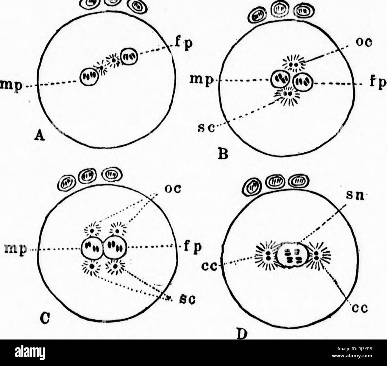 Polyspermy hi-res stock photography and images - Alamy