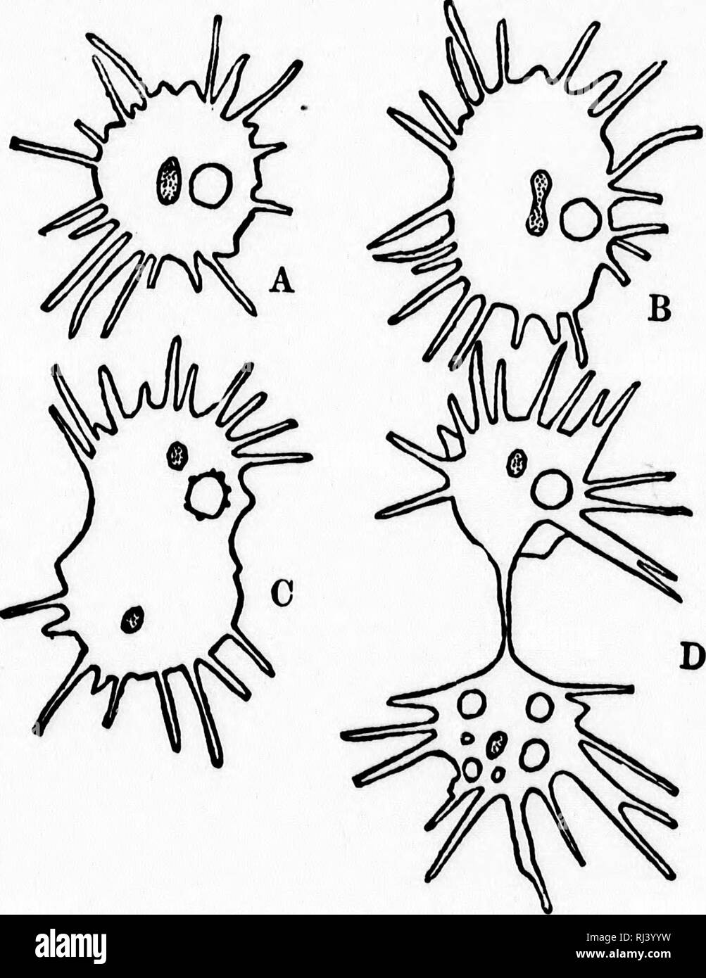 Shell morphology within hi-res stock photography and images - Alamy
