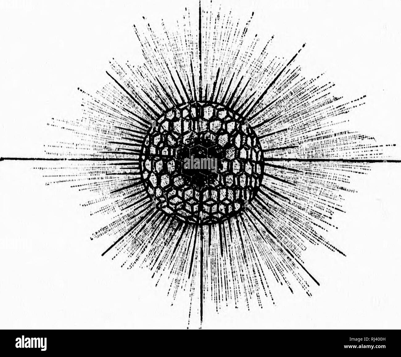 . A textbook of invertebrate morphology [microform]. Invertebrates ...