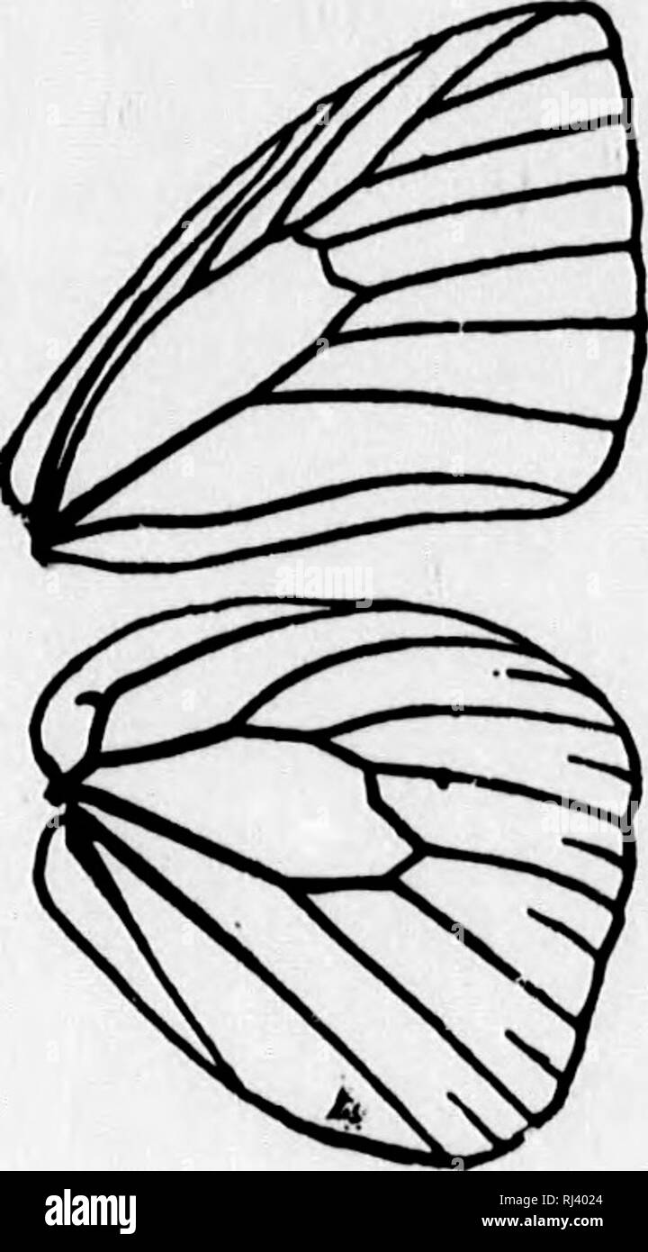 . The butterfly book [microform] : a popular guide to a knowledge of ...