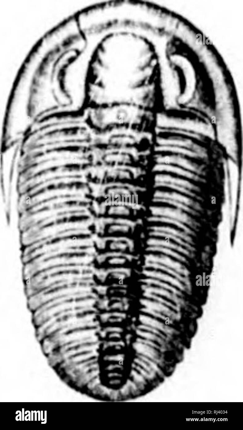 . On the Cambrian faunas of North America [microform] : preliminary ...