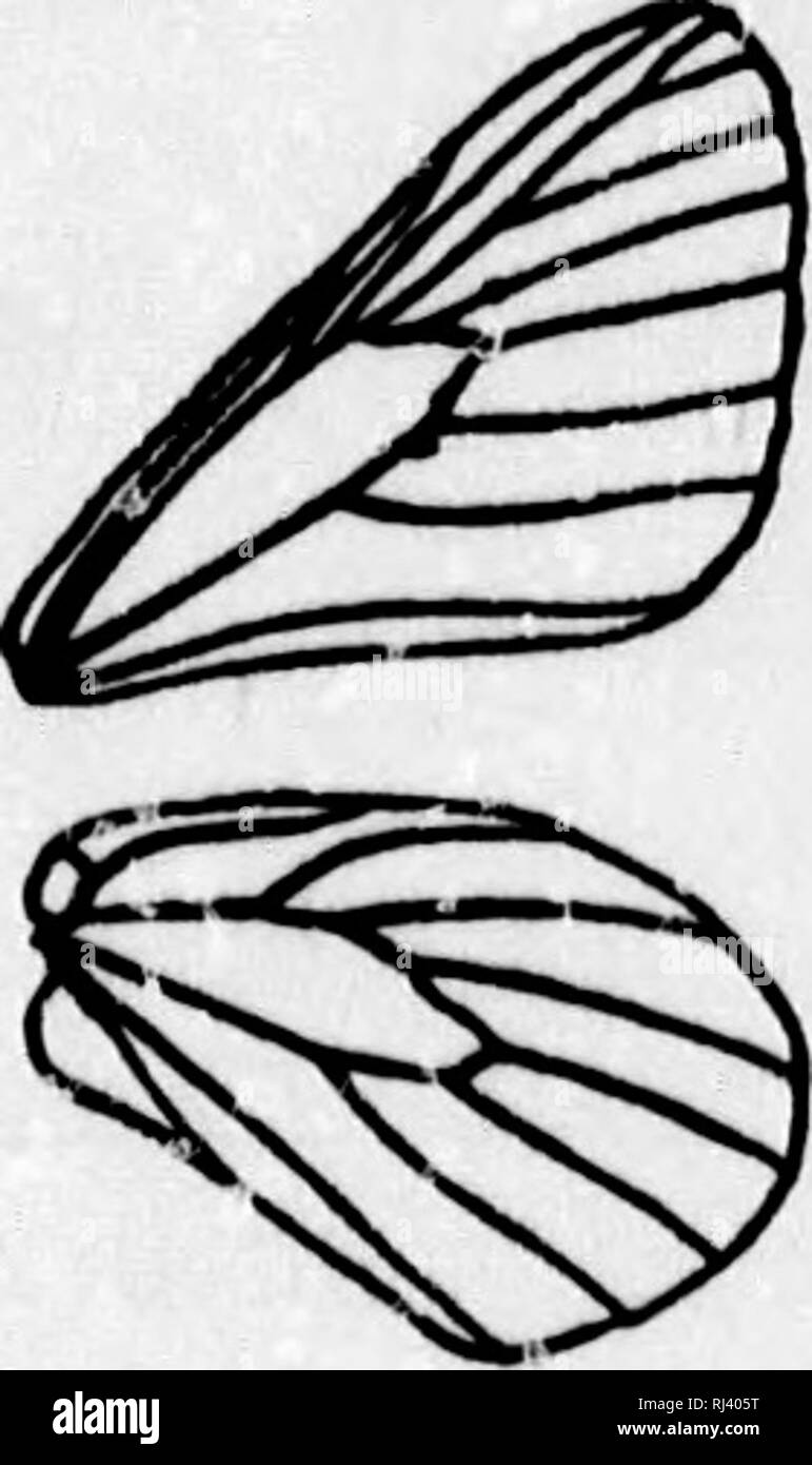 Butterfly with pale yellow wings and black spots Black and White Stock ...