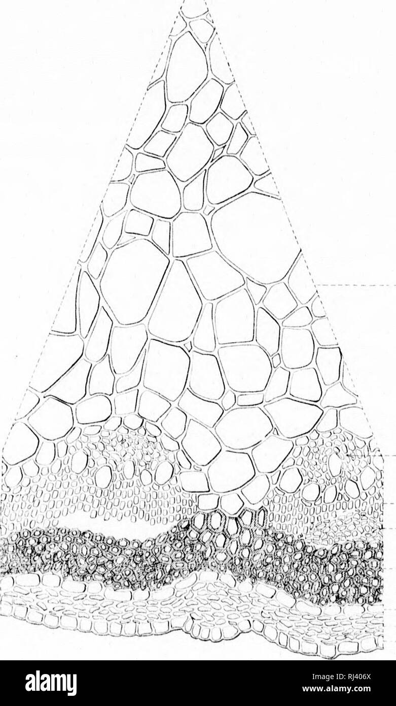 Cross section stem Black and White Stock Photos & Images - Alamy