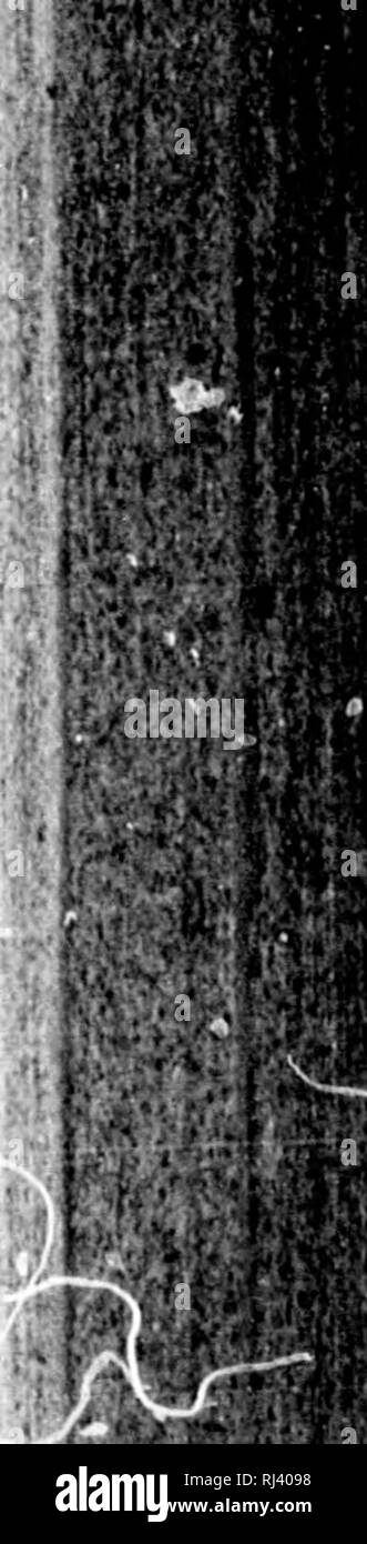 . On the Cambrian faunas of North America [microform] : preliminary ...