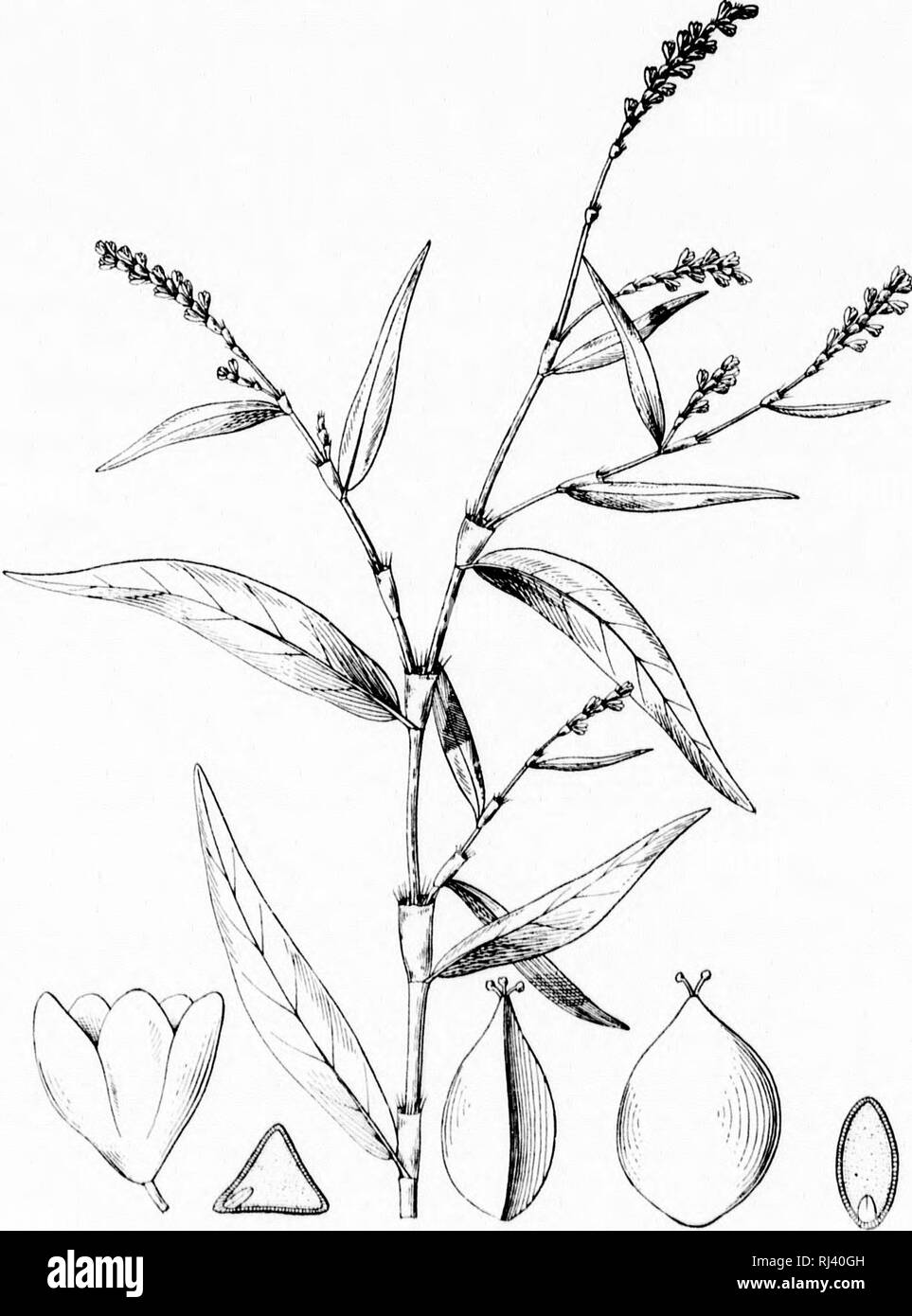 . A monograph of the North American species of the genus Polygonum ...