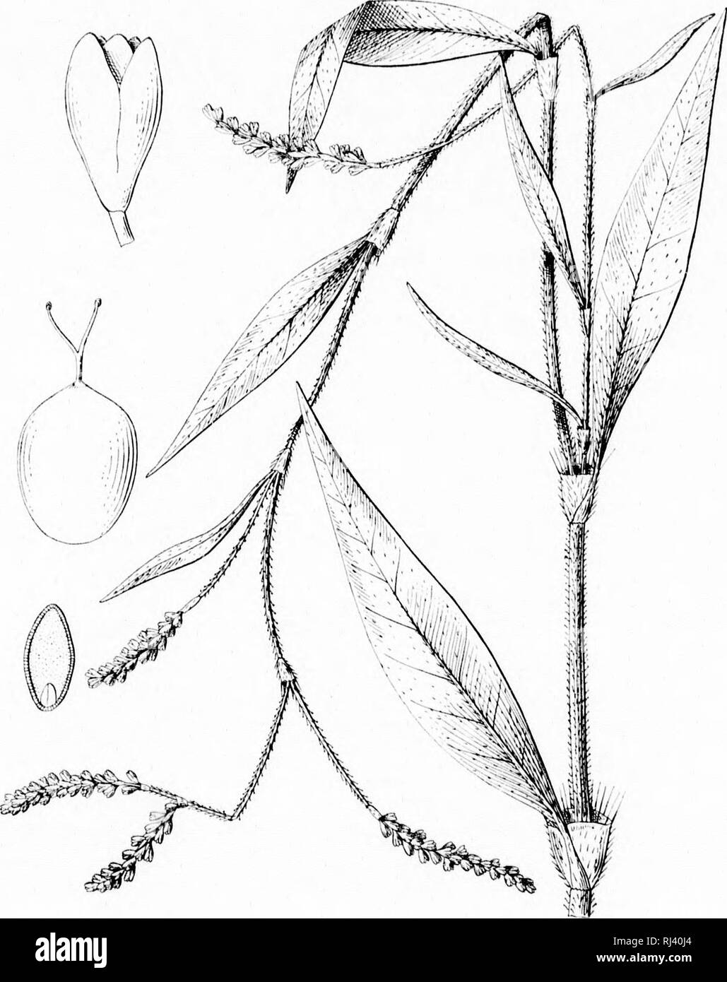 . A monograph of the North American species of the genus Polygonum ...