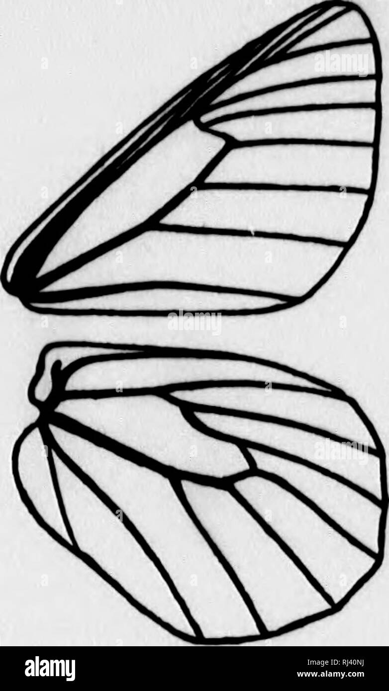 Butterfly outer wing hi-res stock photography and images - Alamy