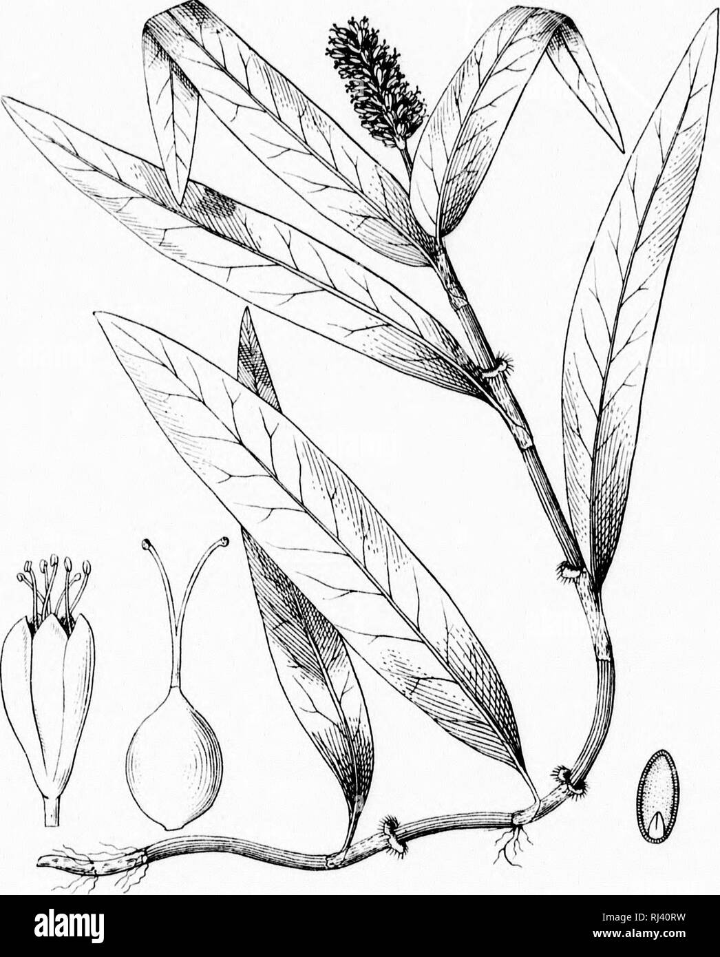 . A monograph of the North American species of the genus Polygonum ...