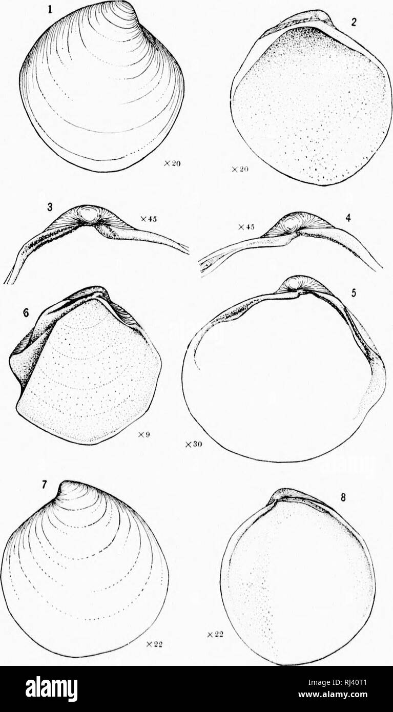 . Revision of the deep-water Mollusca of the Atlantic coast of North ...