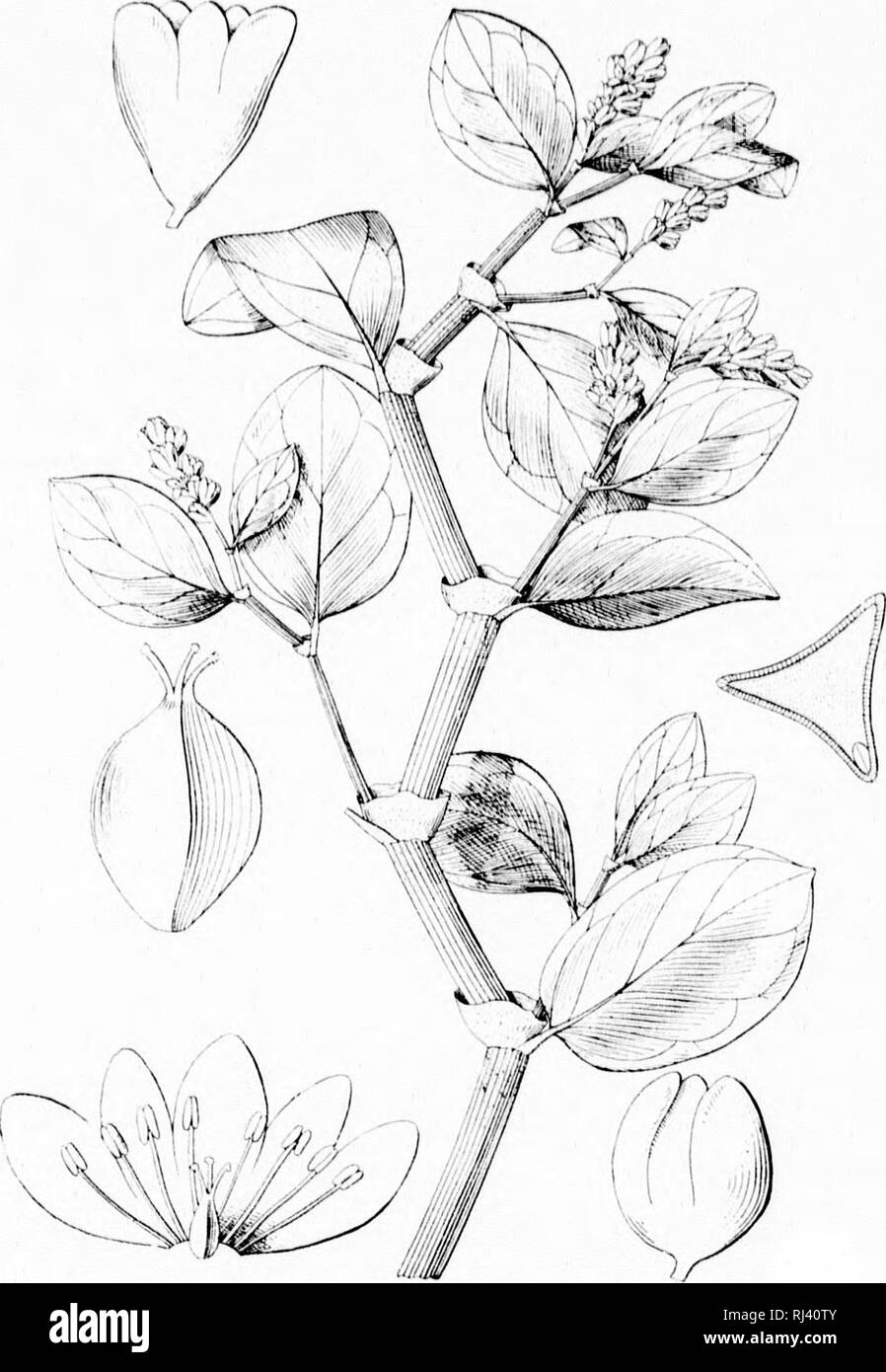 . A monograph of the North American species of the genus Polygonum ...