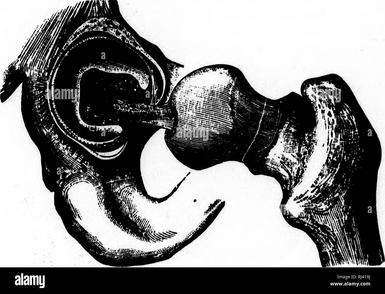 . Public school physiology and temperance [microform]. Physiology ...