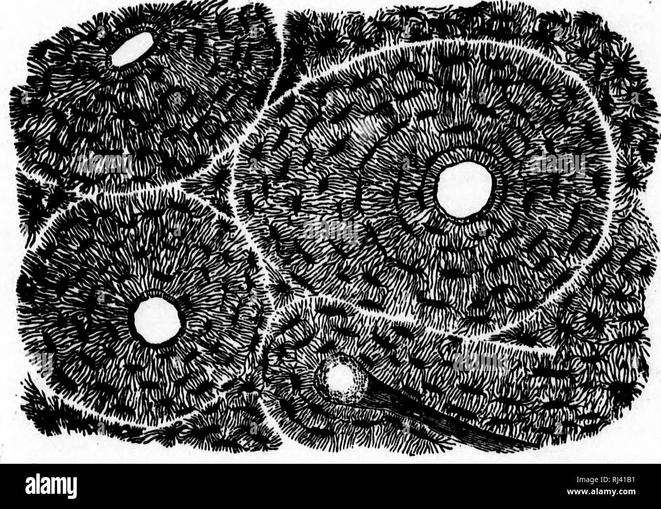 . Public school physiology and temperance [microform]. Physiology ...