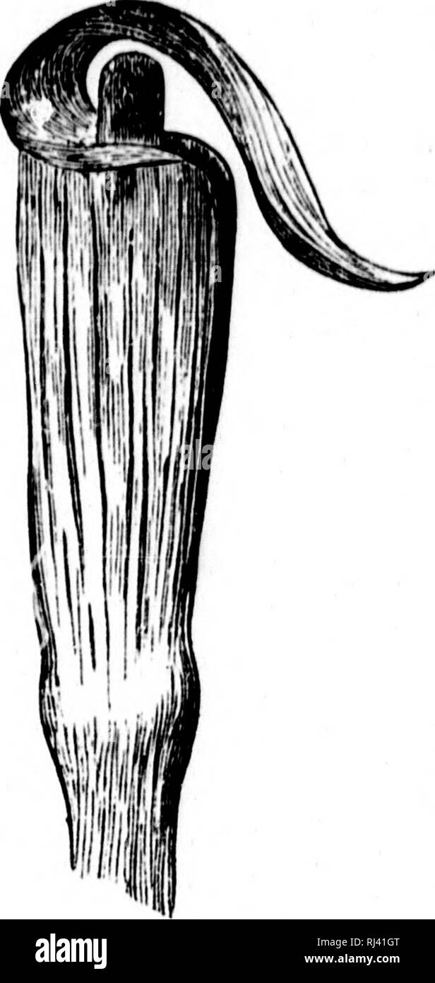 62 ij Cut Out Stock Images & Pictures - Alamy