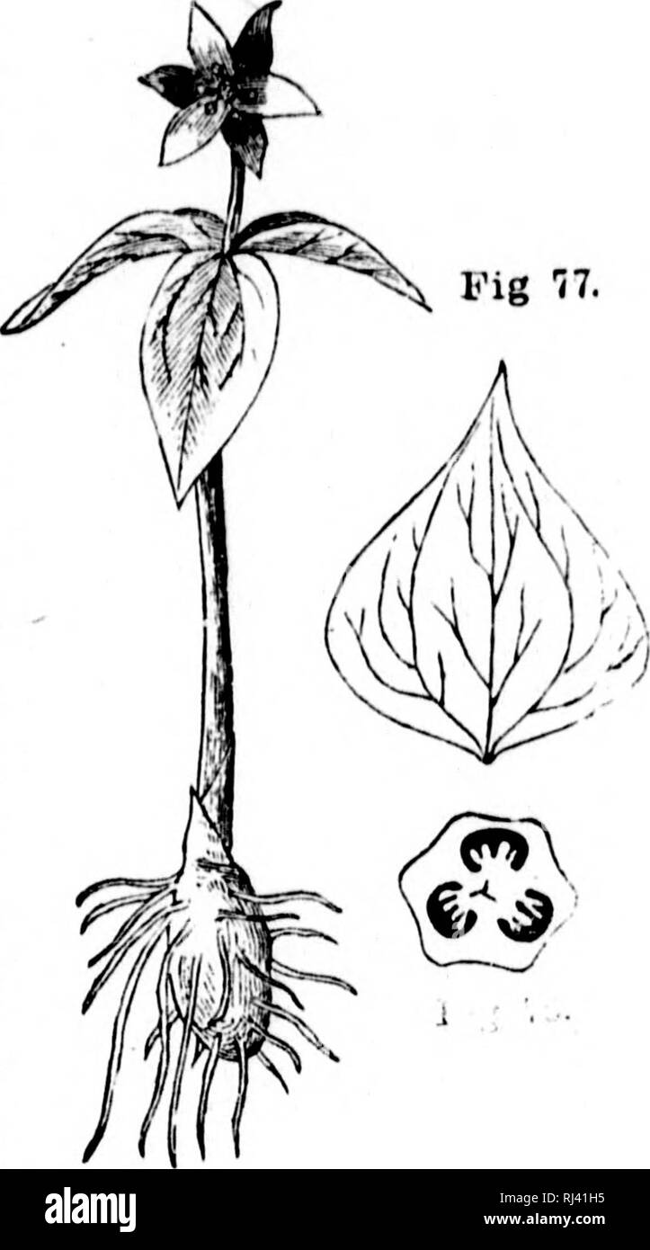 . The elements of structural botany [microform] : with special ...