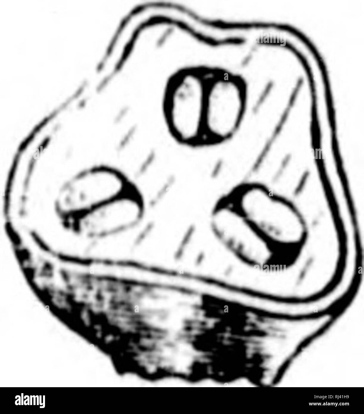 . The elements of structural botany [microform] : with special ...