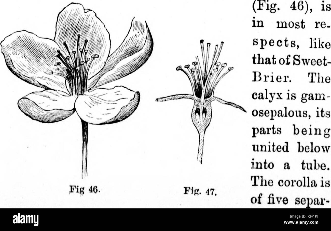 Tubo superior hi-res stock photography and images - Alamy