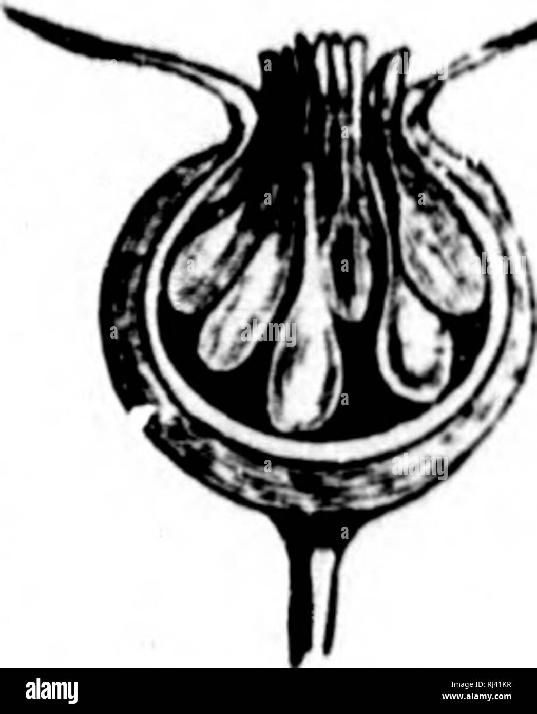 Receptacle of the flower Black and White Stock Photos & Images - Alamy