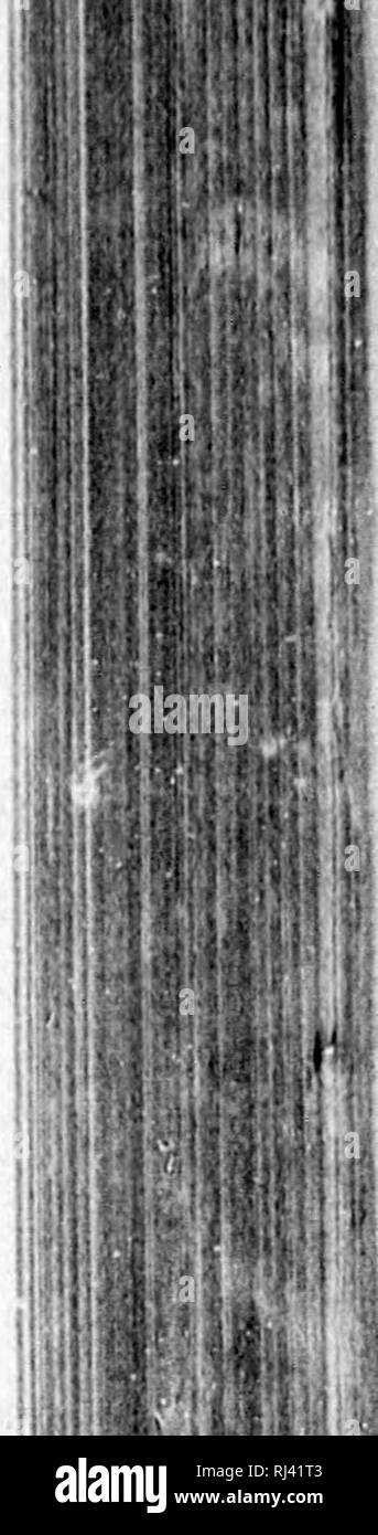 William mackinlay Black and White Stock Photos & Images - Alamy