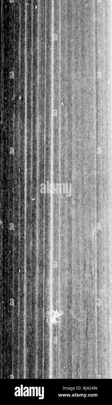 Metasternum Black and White Stock Photos & Images - Alamy