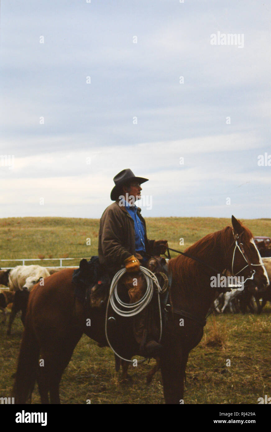 Cowboy on horseback holding a lariat (holding a rope) during a spring ...