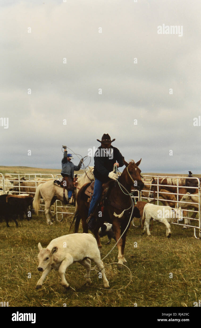 Cowboy dragging a calf to the fire on a Nebraska ranch during spring ...