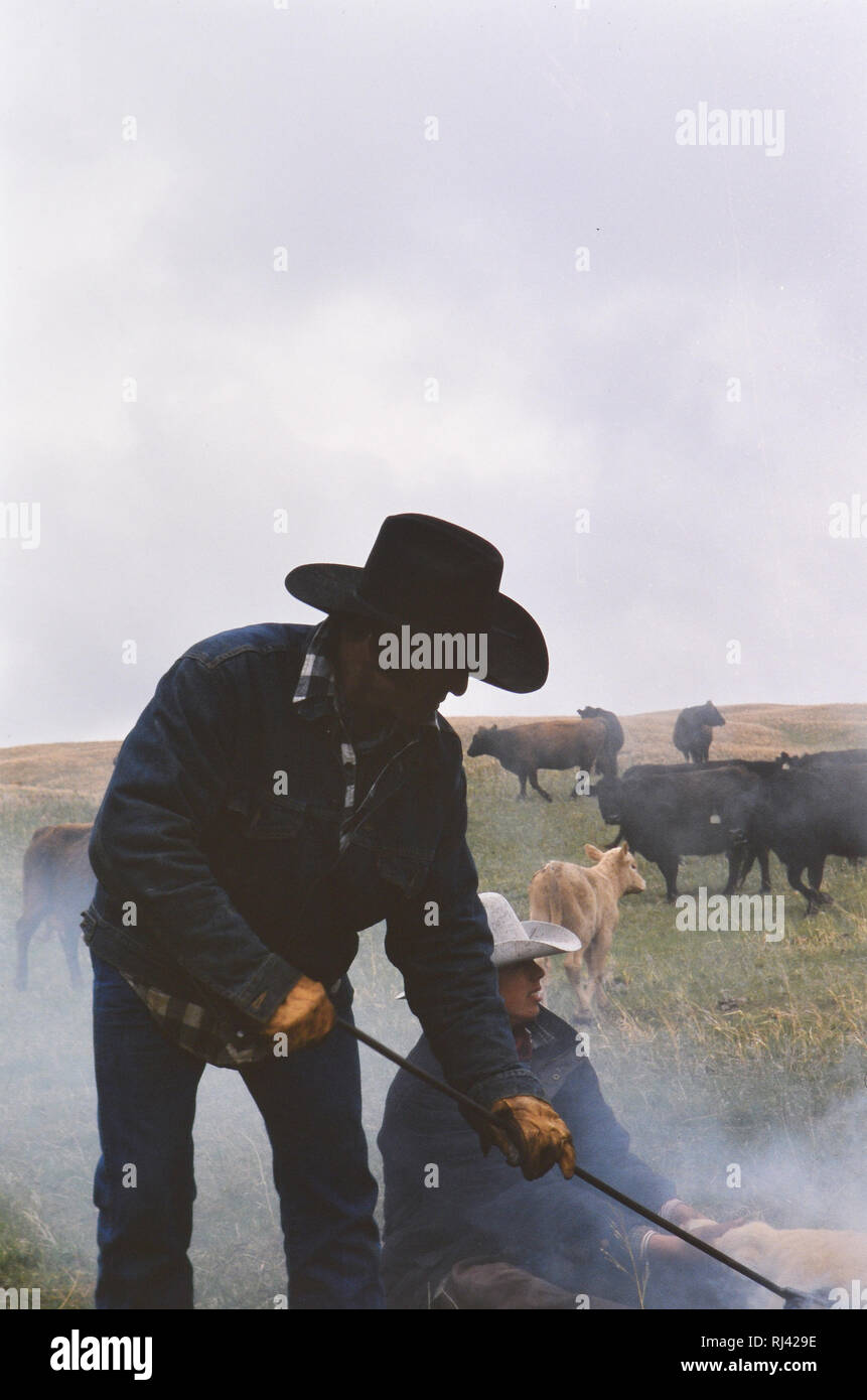 Cowboy using a branding iron to brand a calf on a Nebraska ranch Stock ...