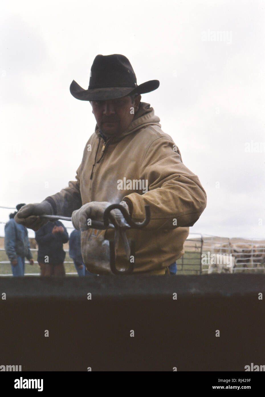 Early 2000s cattle branding hi-res stock photography and images - Alamy