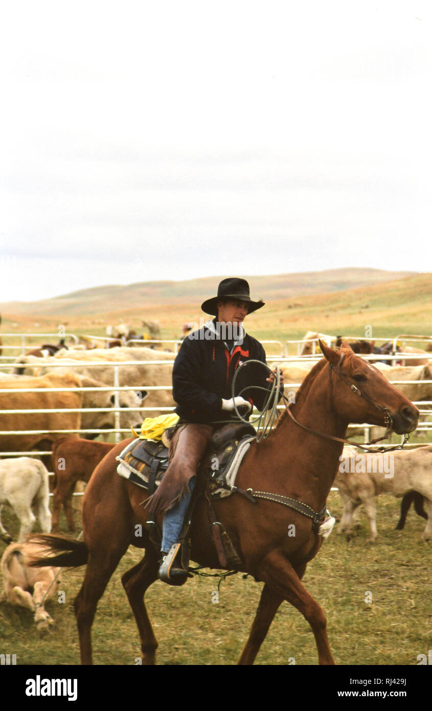 Early 2000s working ranch cowboy hi-res stock photography and images ...