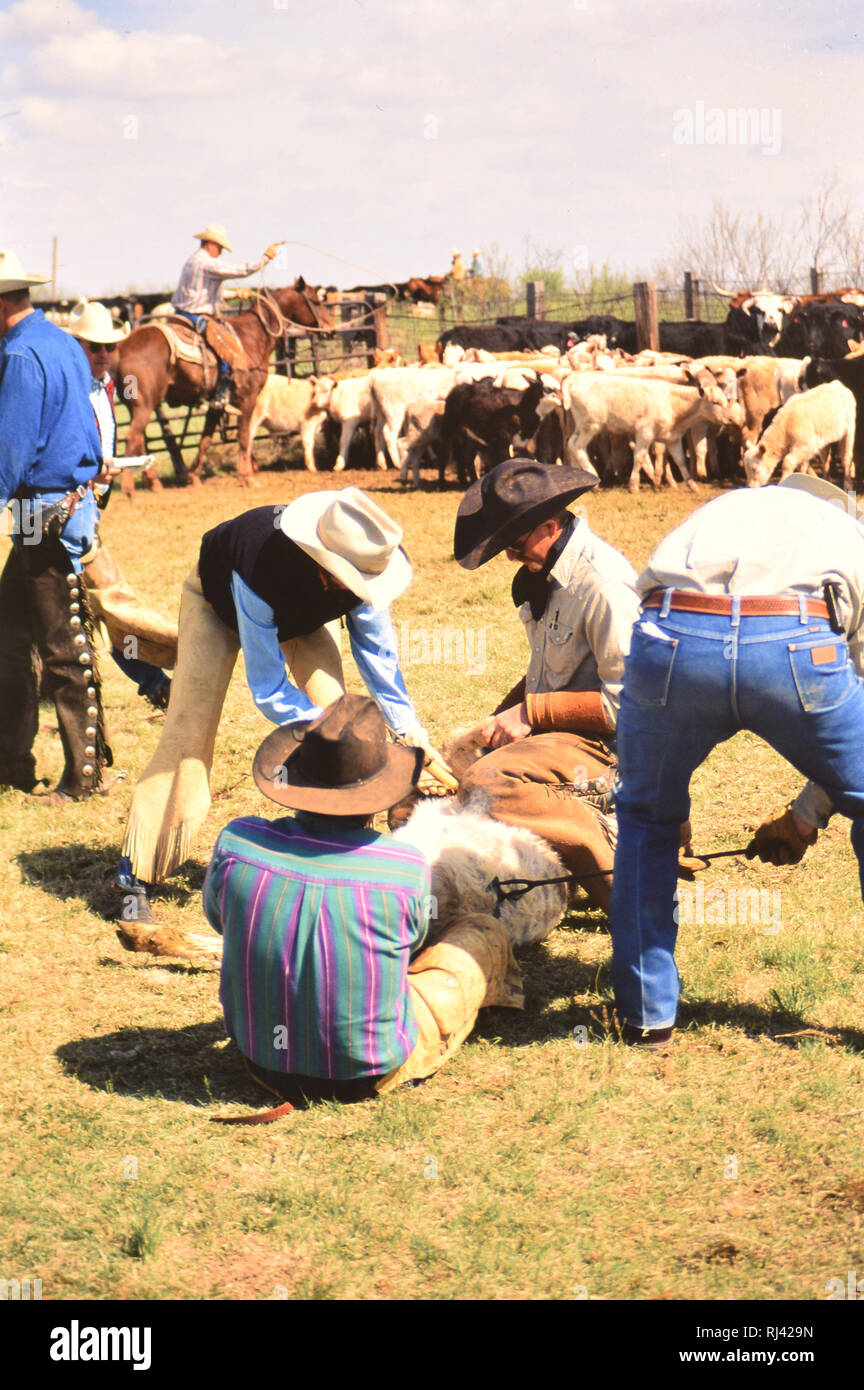 Cowboy using a branding iron to brand a calf on a Nebraska ranch Stock ...