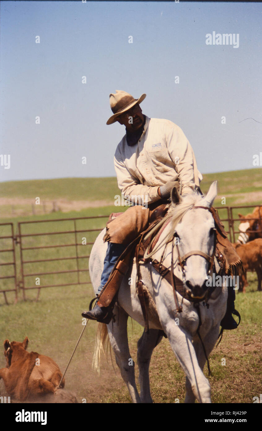 Cowboy dragging a calf to the fire on a Nebraska ranch during spring ...