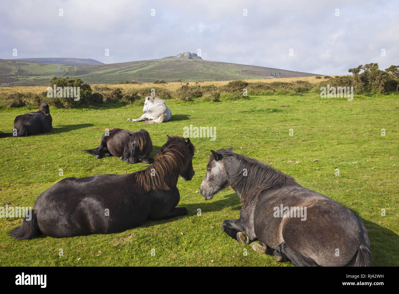 Tiere pony hi-res stock photography and images - Alamy