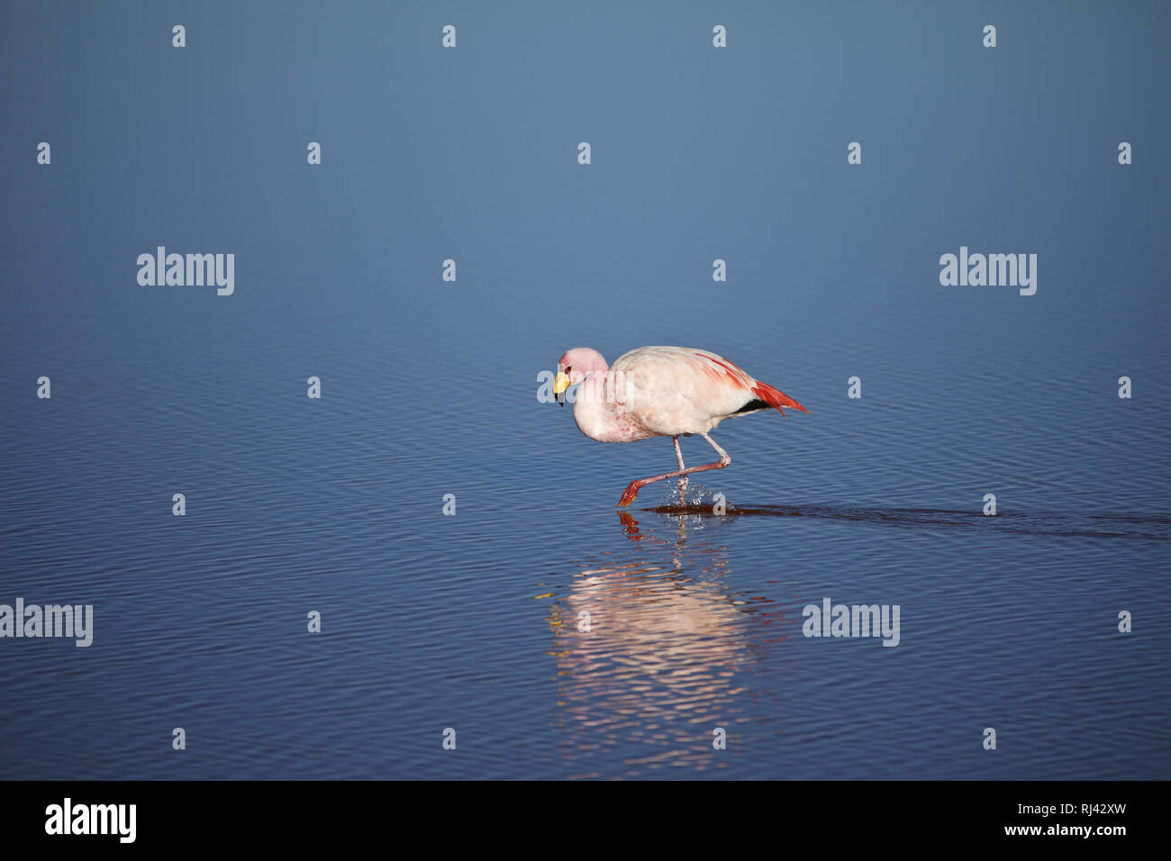 Anden flamingos andenflamingo hi-res stock photography and images - Alamy