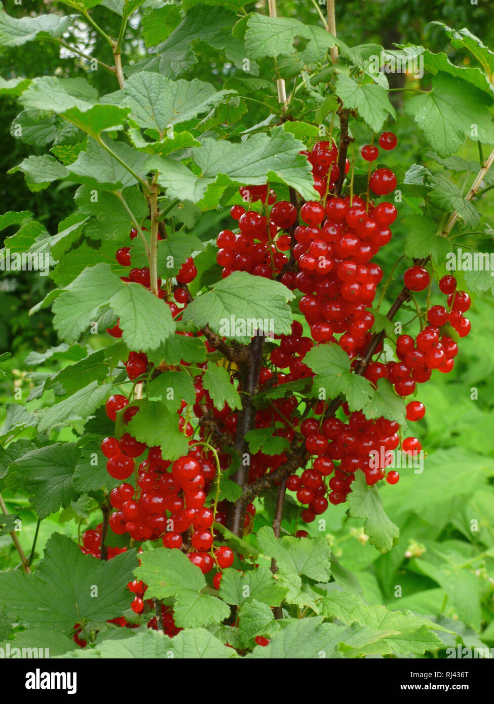 Johannisbeere hi-res stock photography and images - Alamy