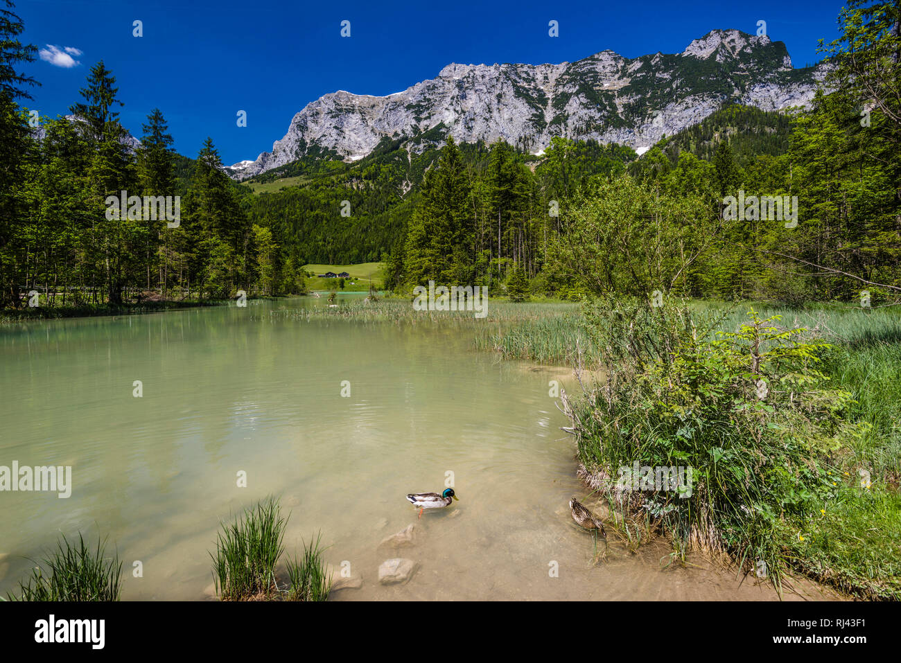 Deutschland, Bayern, Oberbayern, Berchtesgadener Land, Ramsau bei ...