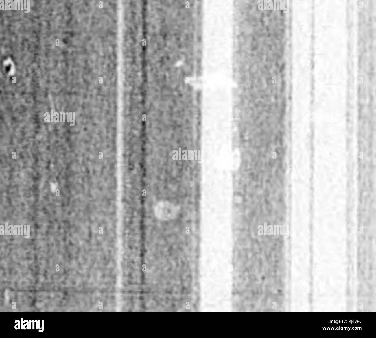 Blood spavin hi-res stock photography and images - Alamy
