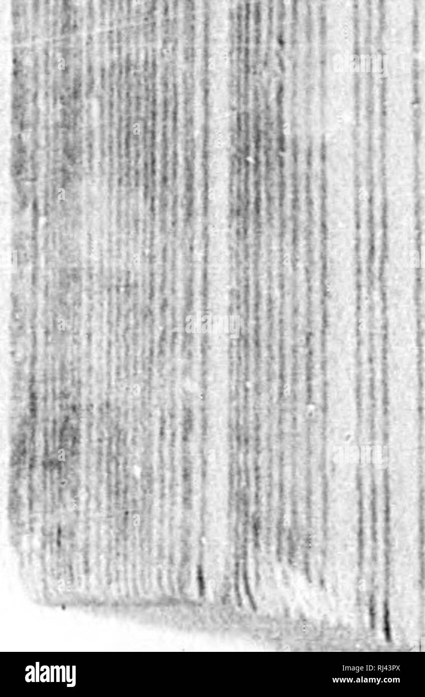 Dioicous species Black and White Stock Photos & Images - Alamy