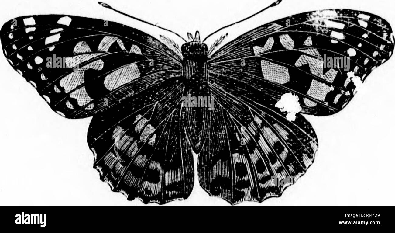 Five eye insects Cut Out Stock Images & Pictures - Alamy