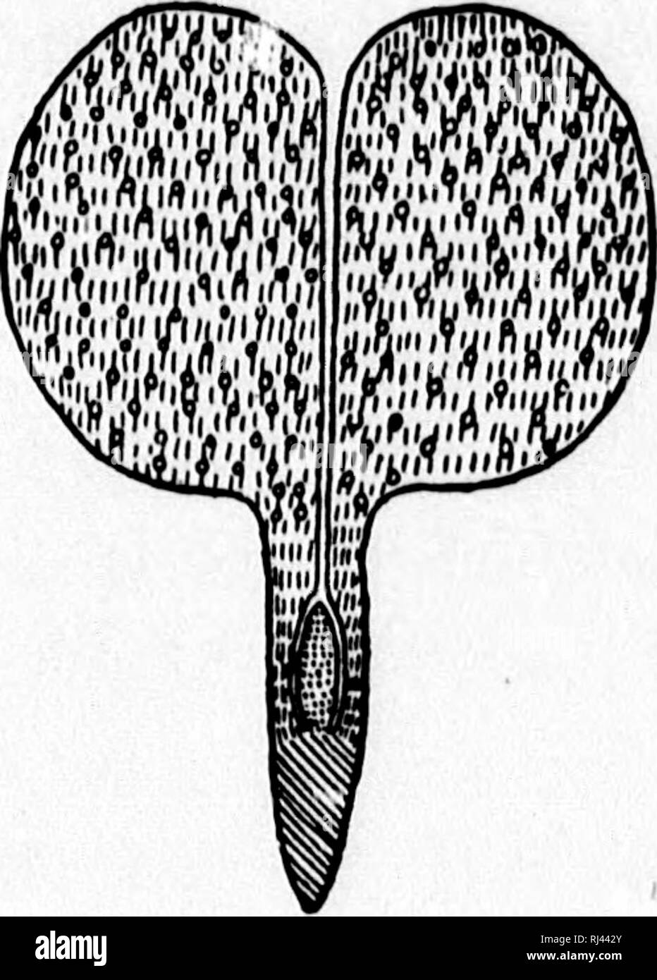 Hilum Black and White Stock Photos & Images - Alamy