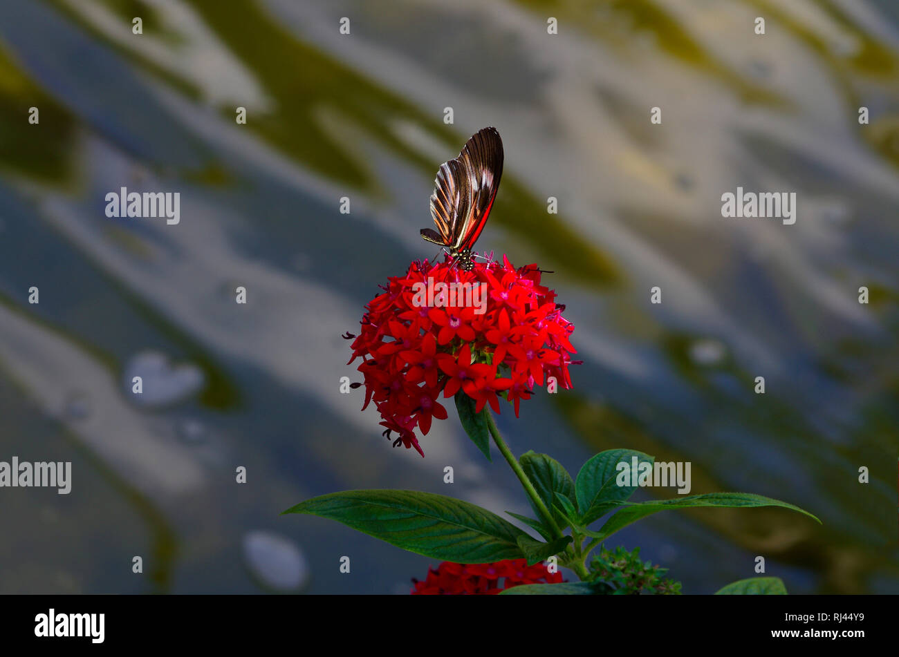Piano Key Butterfly, Heliconius melpomene Stock Photo - Alamy