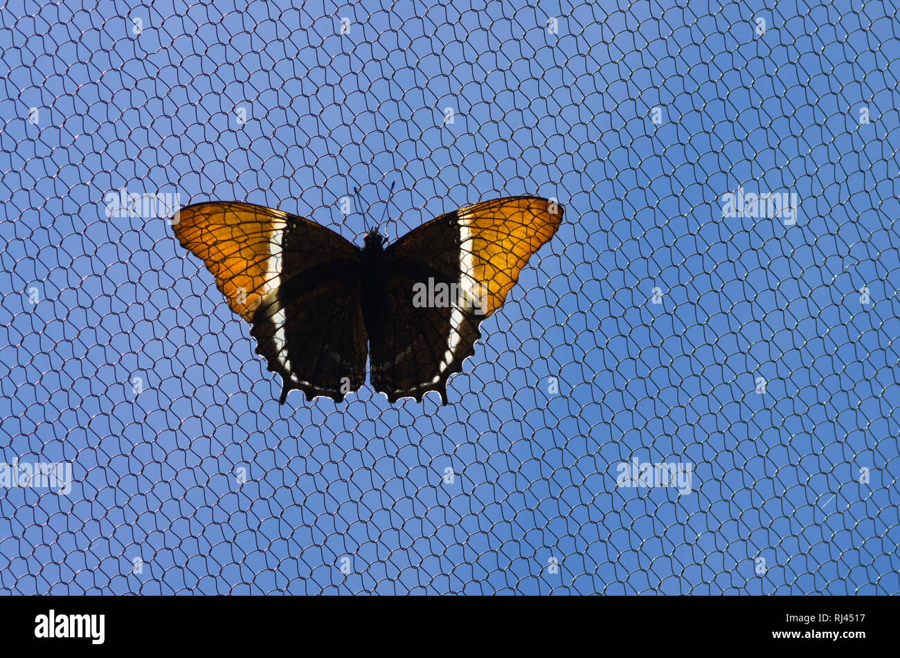 Rusty page hi-res stock photography and images - Alamy