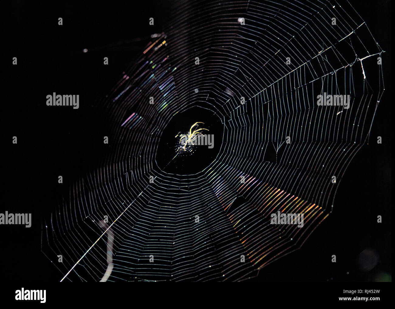 Web with insects hi-res stock photography and images - Alamy