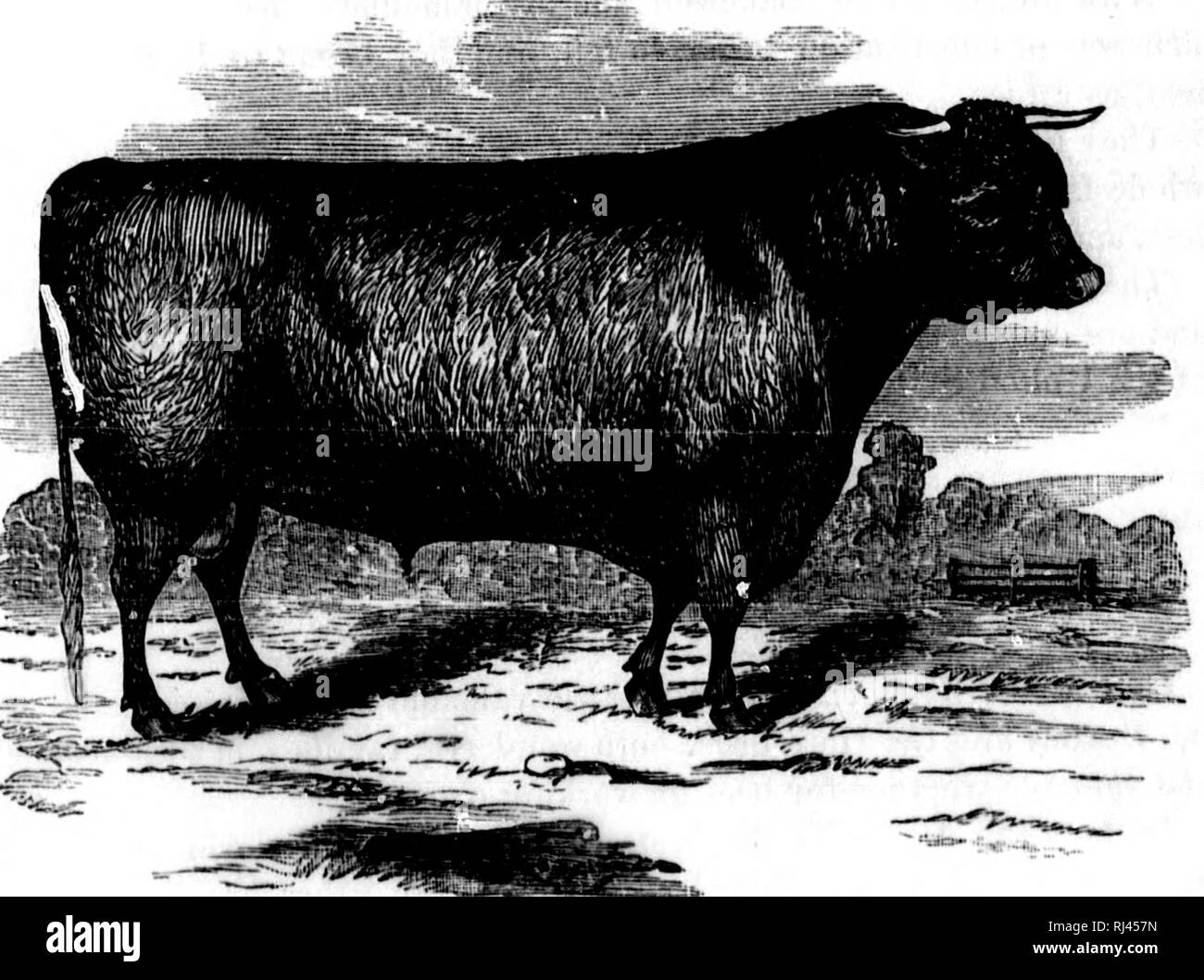 . The illustrated stock doctor and live-stock encyclopedia [microform ...