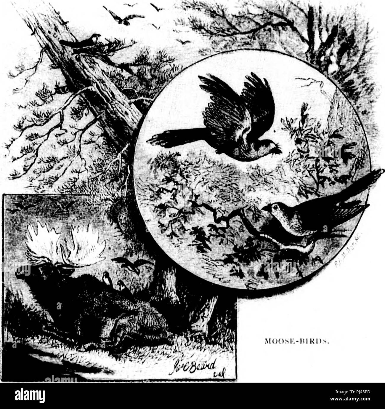 Mohawk indian gun hi-res stock photography and images - Alamy