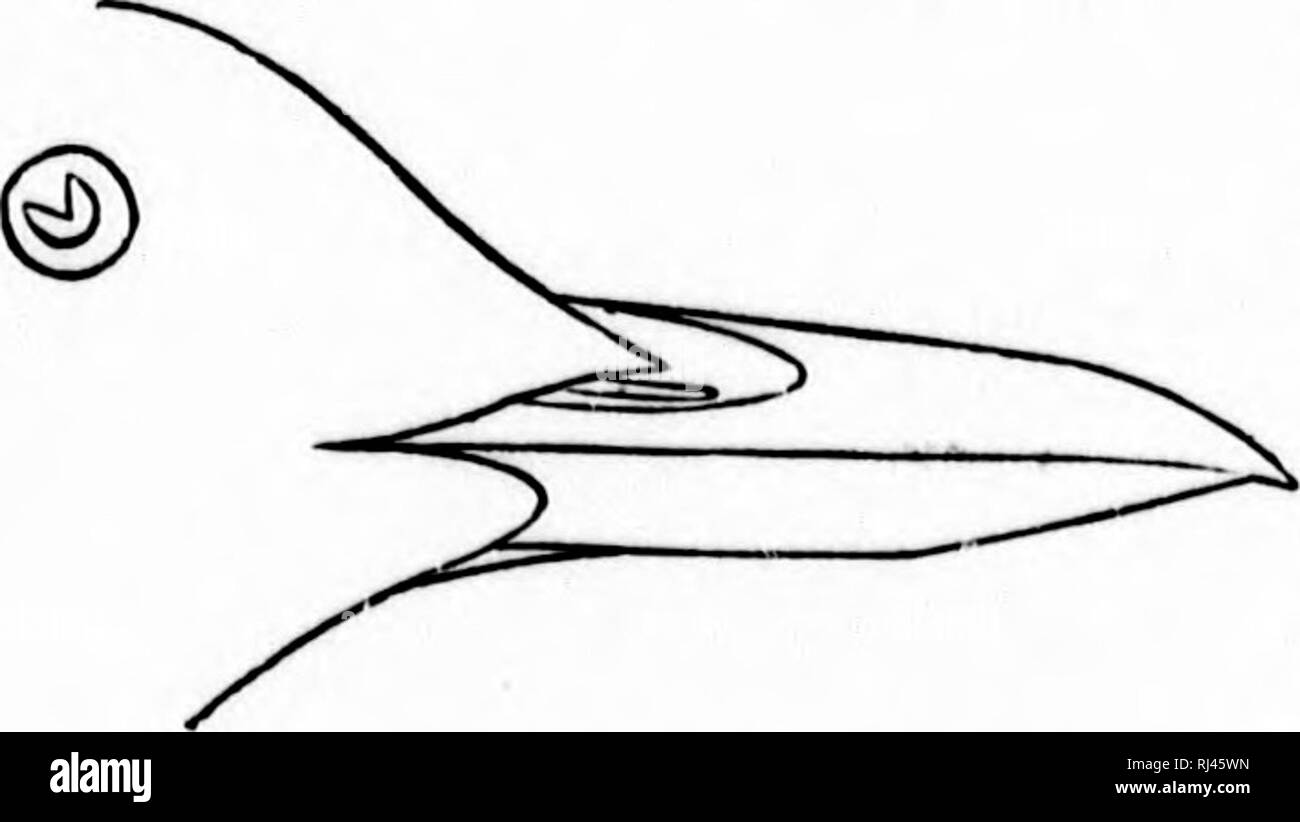 Pteron wing Cut Out Stock Images & Pictures - Alamy