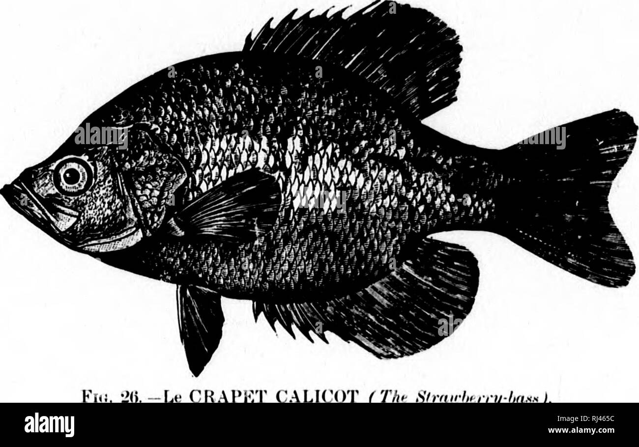 . Les poissons d'eau douce du Canada [microforme]. Poissons; Poissons d ...