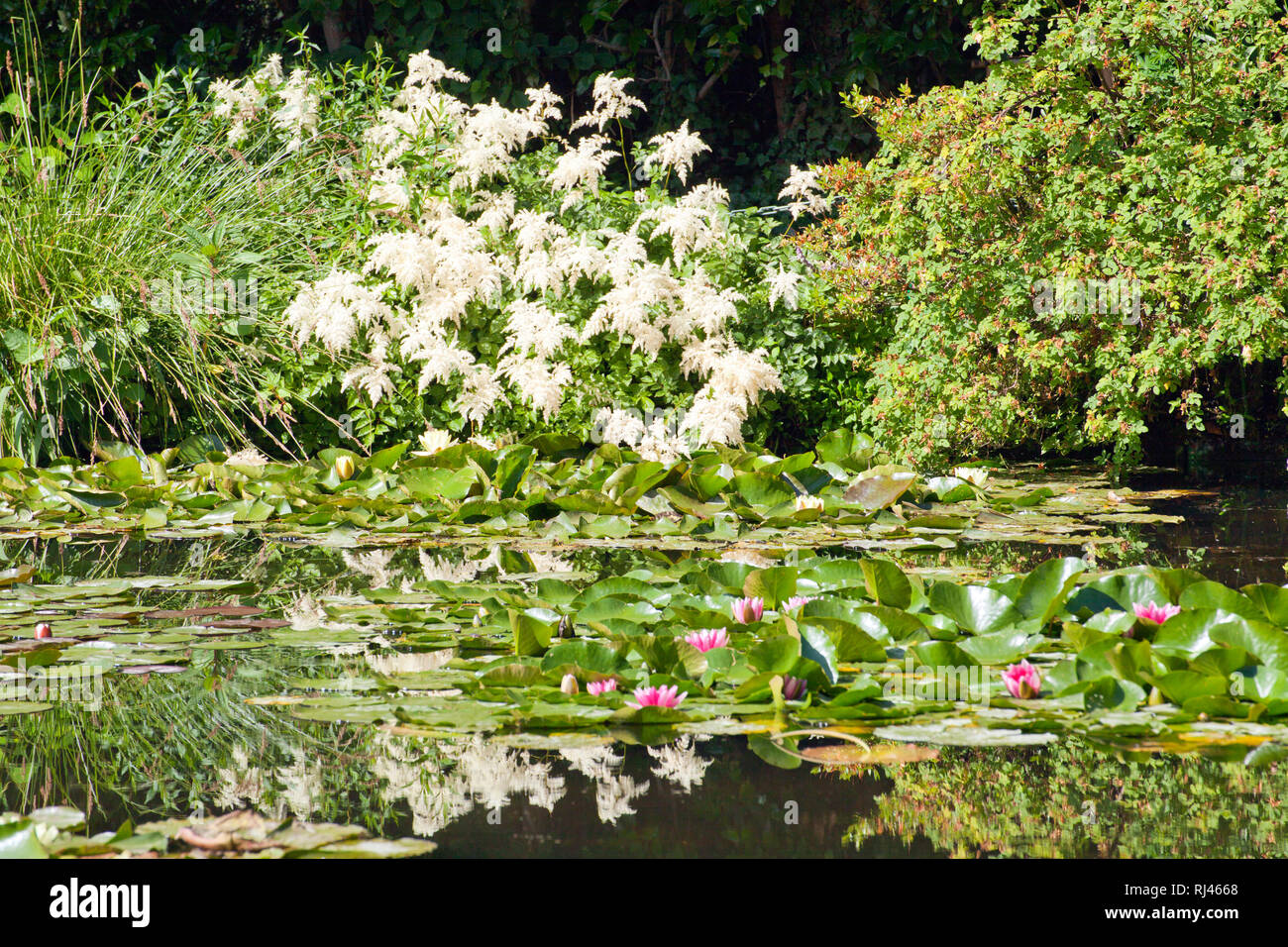 Monet blumen hi-res stock photography and images - Alamy