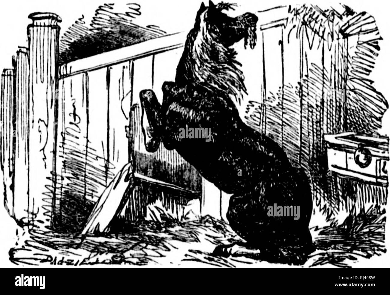 Slippery animals Black and White Stock Photos & Images - Alamy