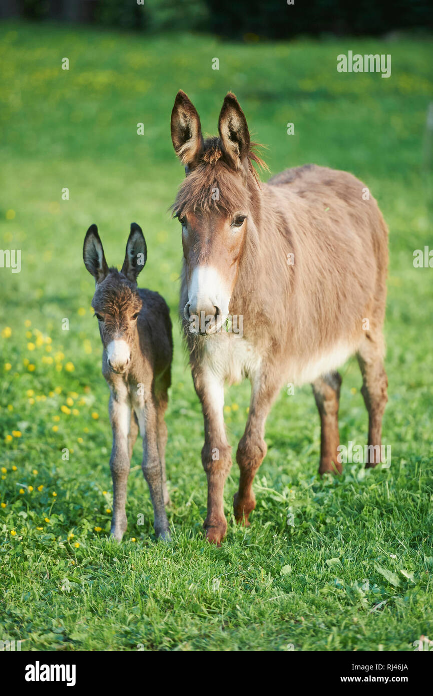 Hausesel, Equus asinus asinus, Stute, Fohlen, Wiese, frontal, stehen ...